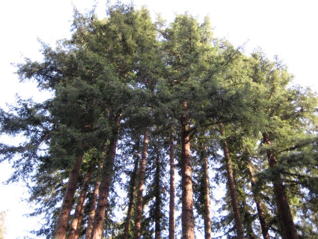 Reflection from Napa Firewise - Napa Communities Firewise Foundation