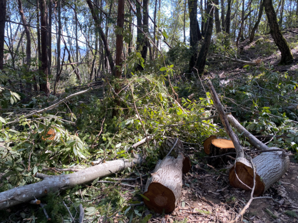 Reducing Hazardous Fuel Loads for Forest Health & Wildfire Risk ...